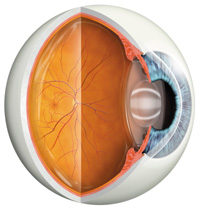 Ophthalmology Management | PentaVision